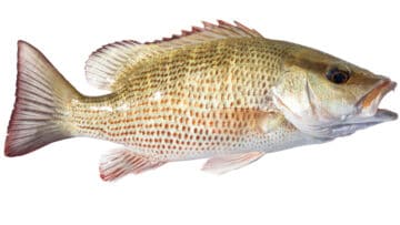 Pan Seared Mangrove Snapper with Mango Coleslaw