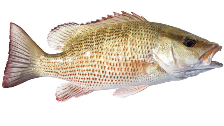 Pan Seared Mangrove Snapper with Mango Coleslaw